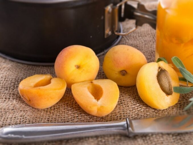 Toutes Les Variétés de Mirabelle | Lorraine, Nancy, Metz...