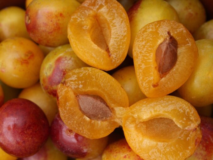 La mirabelle de Nancy I Le meilleur Fruit des Vergers