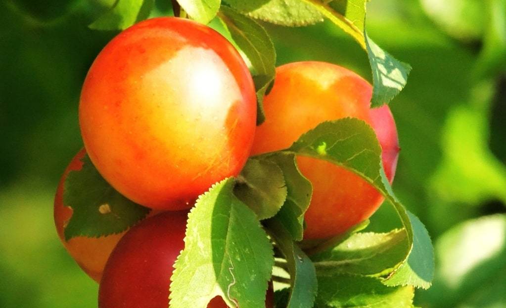 Les Fêtes Autour de la Mirabelle | Lorraine Nancy Metz