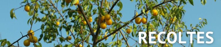 Mirabelle Rouge : tout savoir sur cette variété de prune