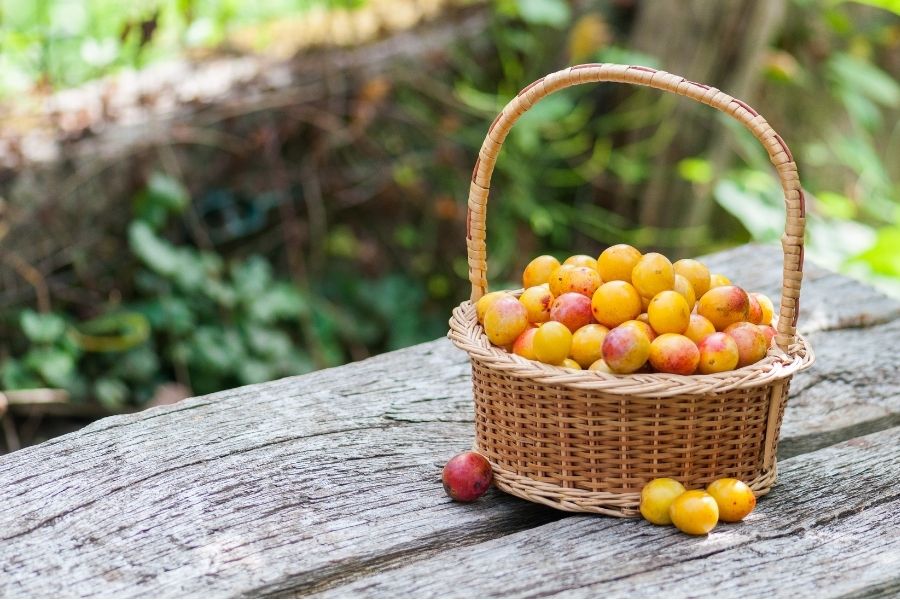 Quel est le Prix de Vente des Mirabelles au kg & eau-de-vie