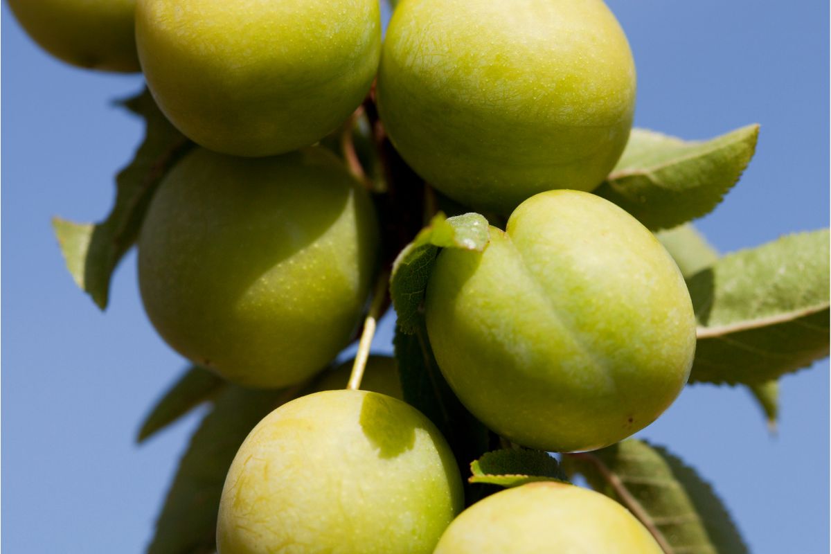 Acheter des mirabelles chez Jardin de Lorraine à Billy-Sous-Les-Côtes ...
