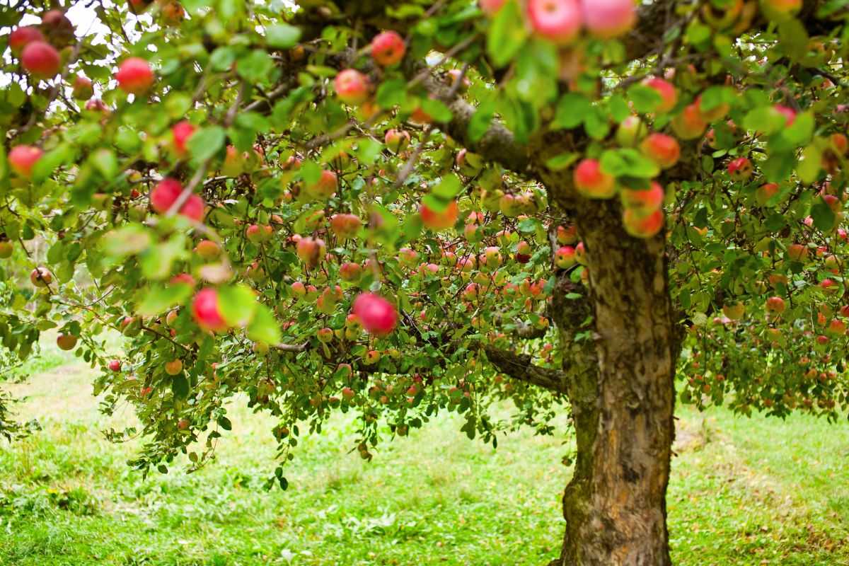 Les différentes variétés de pommiers : un guide complet | Verger Mirabelle