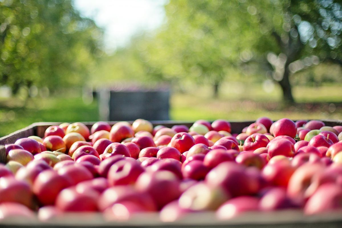 Les meilleures périodes pour la récolte des pommes | Verger Mirabelle