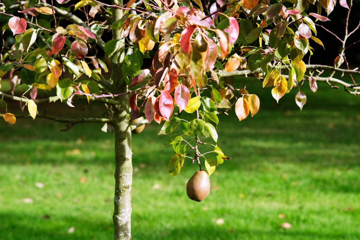 Quand et comment récolter les poires : le guide complet | Verger Mirabelle