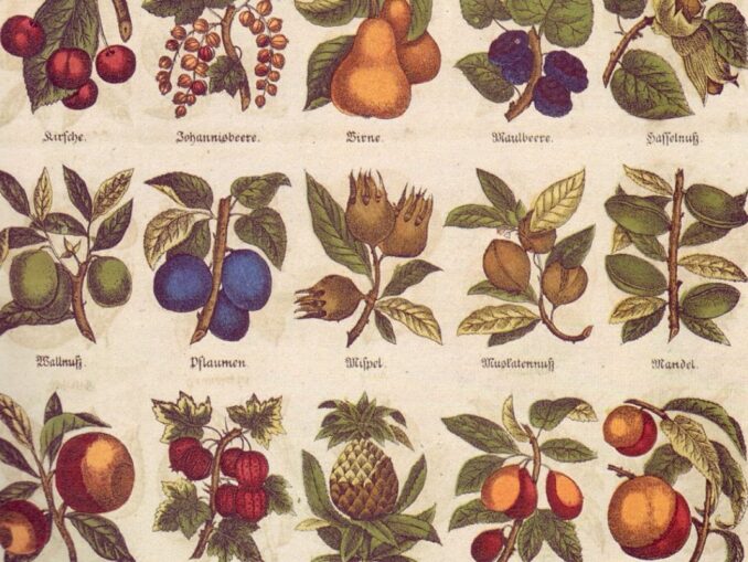 Mirabelle Rouge : tout savoir sur cette variété de prune