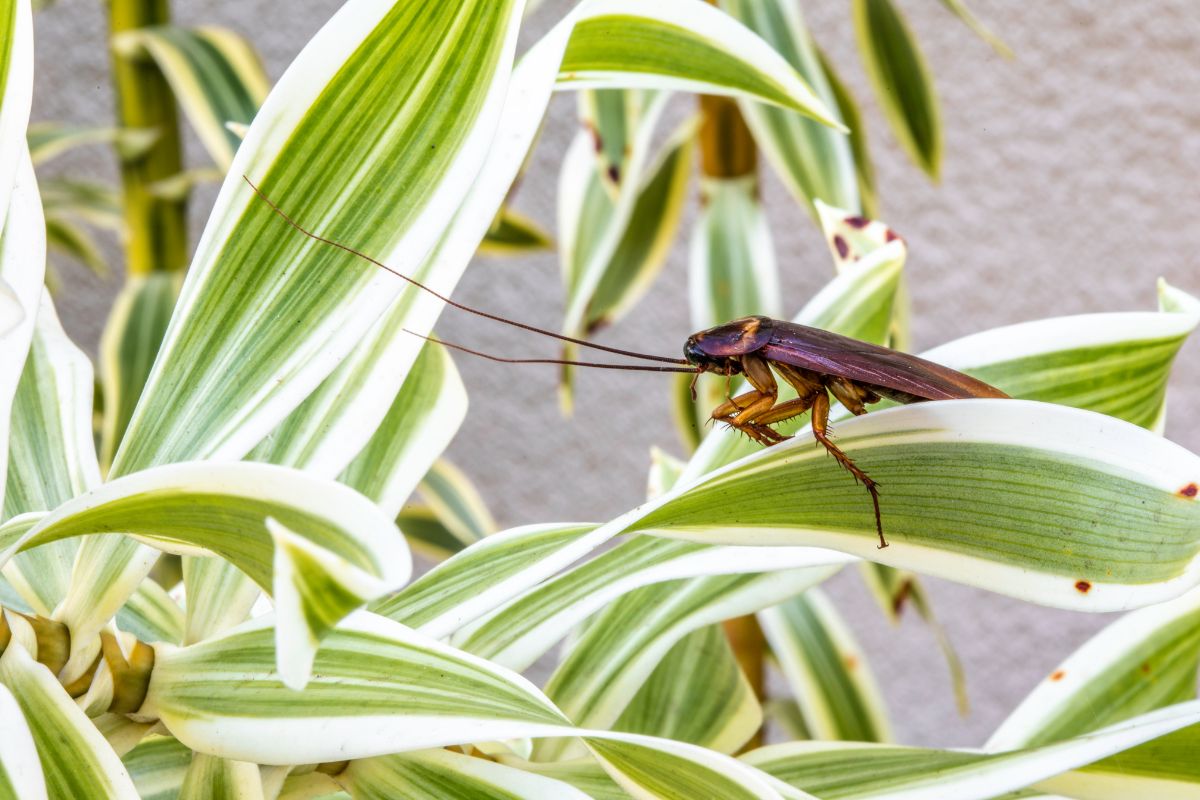 Blatte de jardin : tout savoir et comment s’en débarrasser
