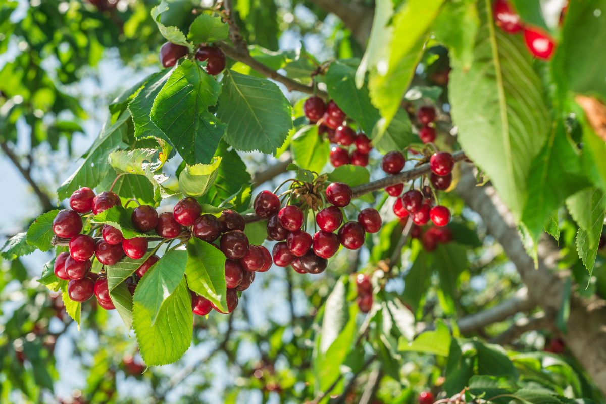 Cerisier : plantation, variété, entretien, taille, durée de vie
