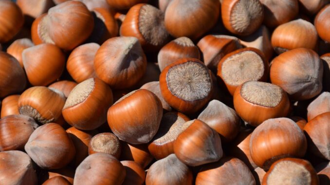 La noisette : origine, variétés, bienfaits, récolte, utilisation…