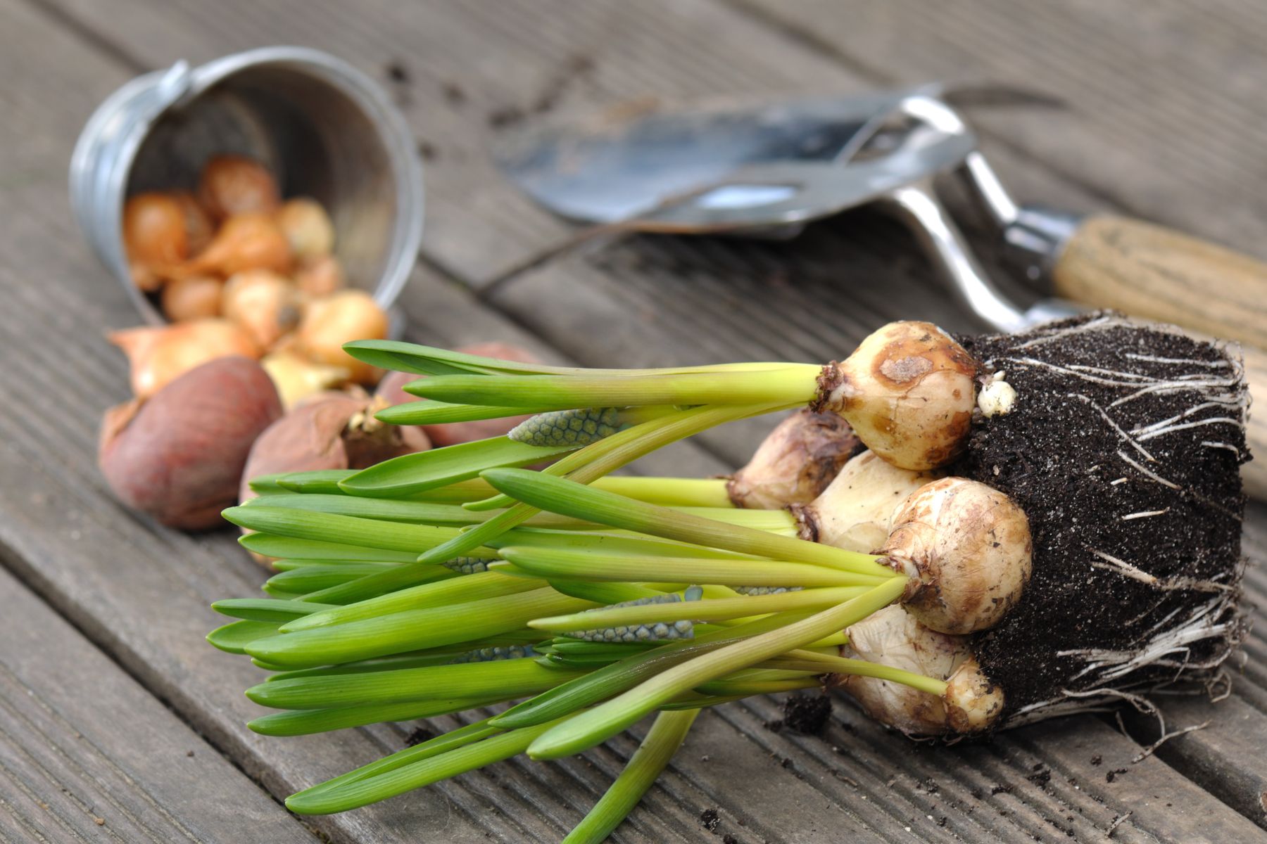 Bulbes de printemps : quand et comment les planter | Verger Mirabelle