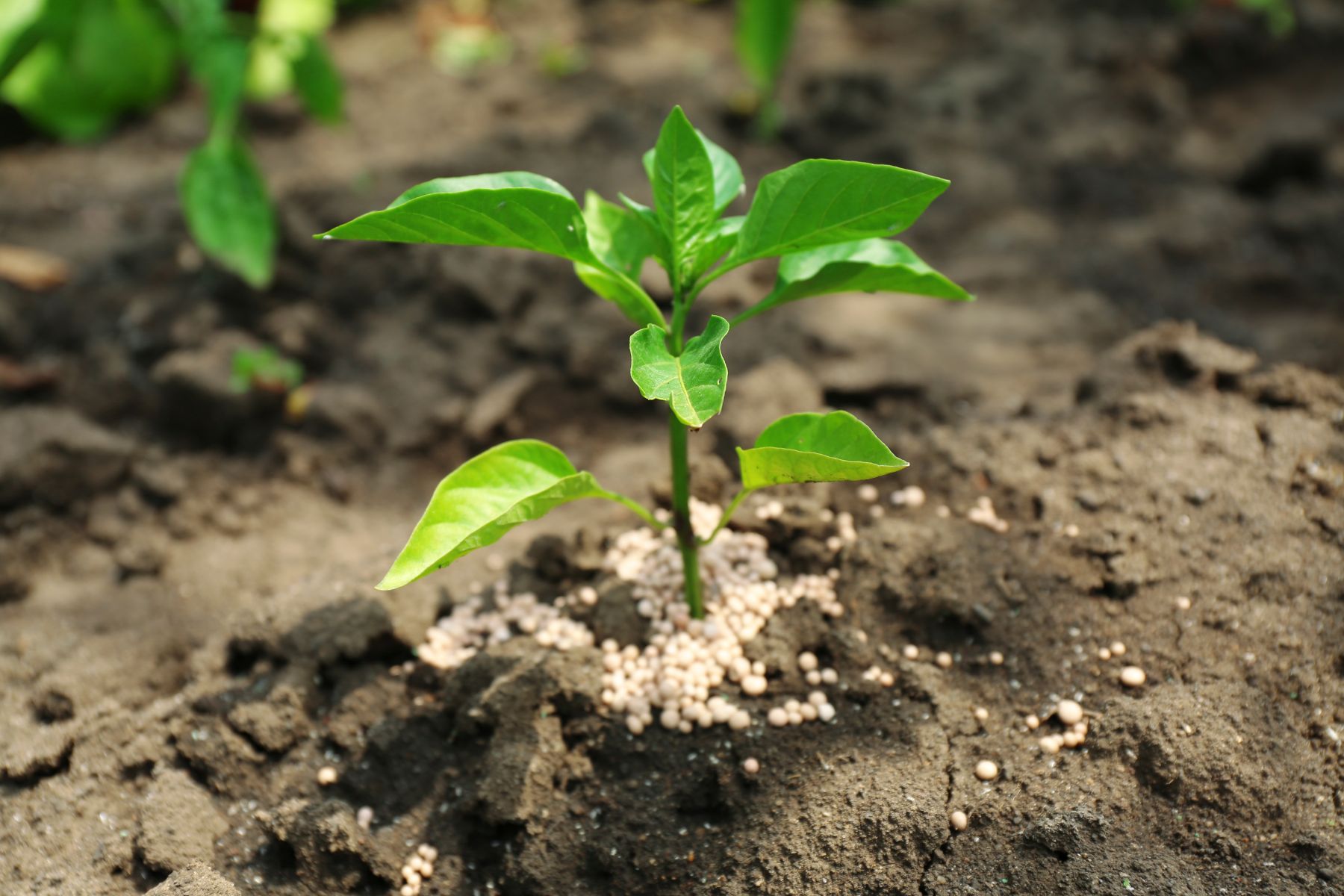 Comment rendre son sol plus fertile ? | Verger Mirabelle