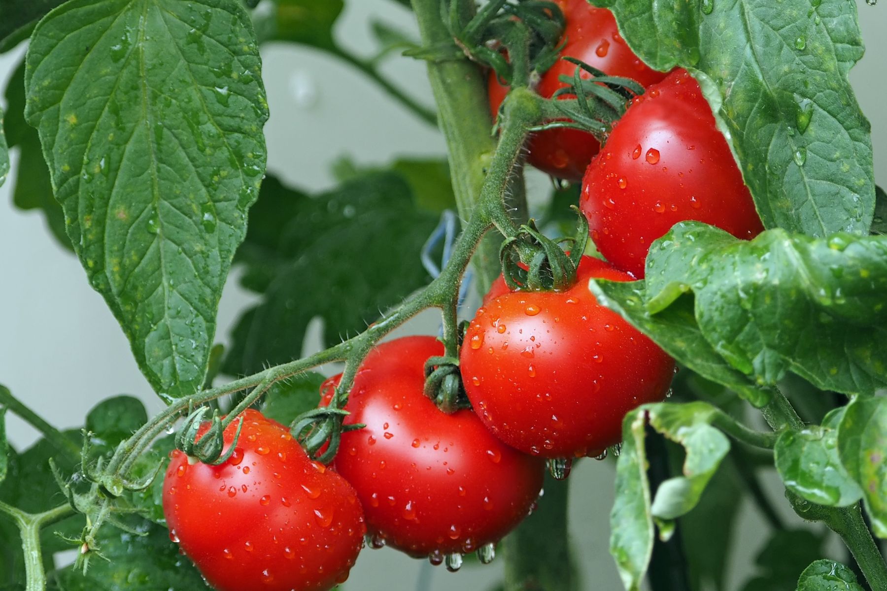 Cultiver des tomates en pots : guide complet | Verger Mirabelle