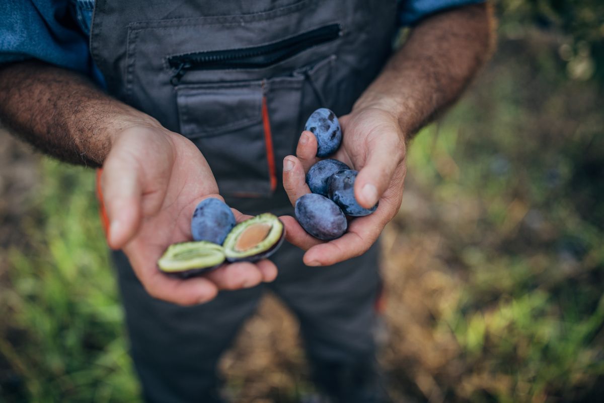 Le meilleur moment pour récolter les prunes : calendrier et astuces ...