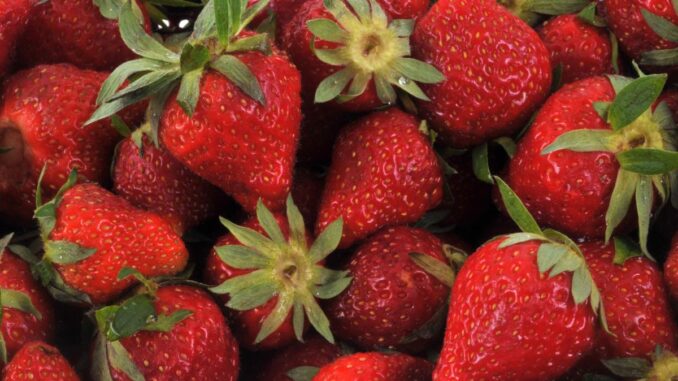 Les bienfaits des fraises pour la santé : nutrition et avantages ...