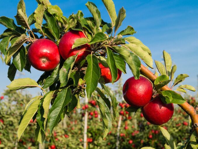 Nectarinier & Nectarine | Taille, Fleur, Entretien, Variétés, Recettes