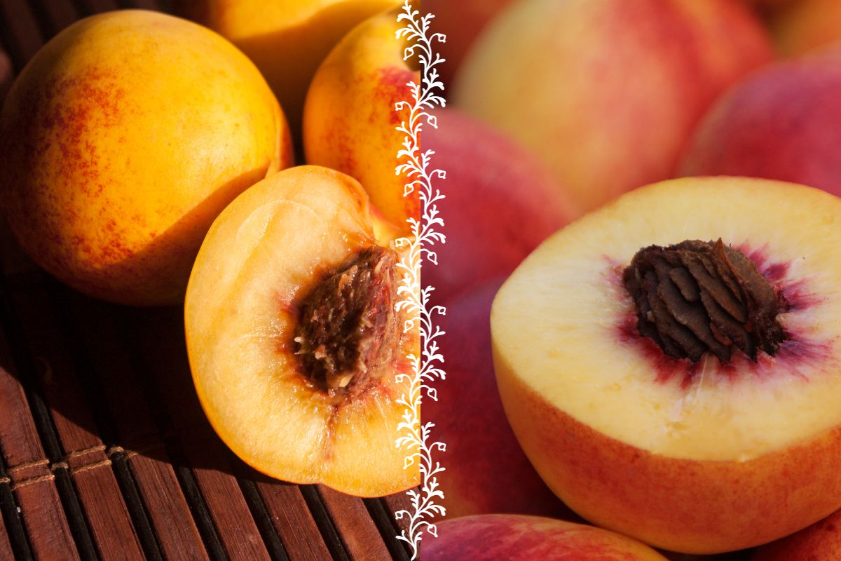 Nectarines versus pêches : comprendre les différences | Verger Mirabelle