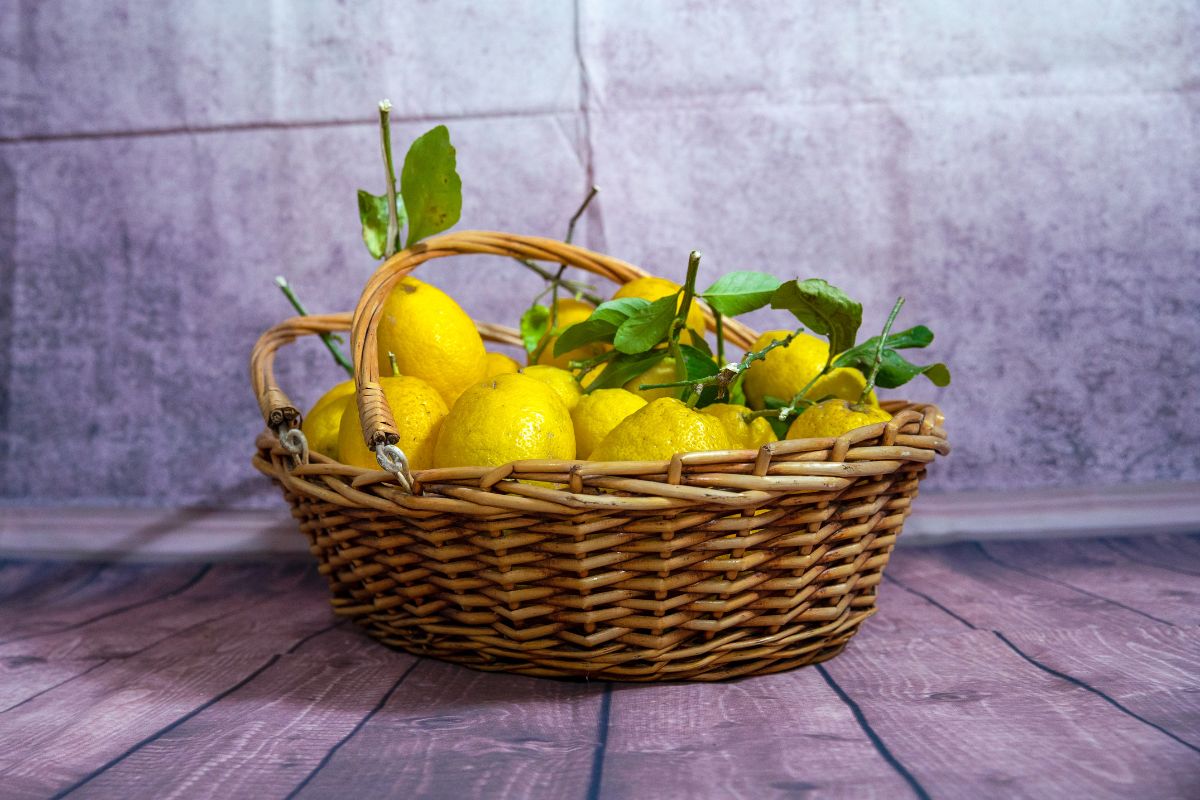Quand et comment récolter les citrons : le guide complet | Verger Mirabelle