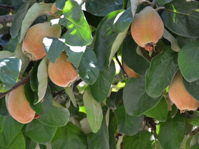 Cognassier & Coing | Taille, Fleur, Entretien, Variétés, Recettes