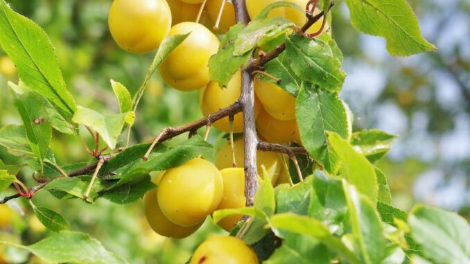 Comment planter et cultiver la mirabelle | Verger Mirabelle