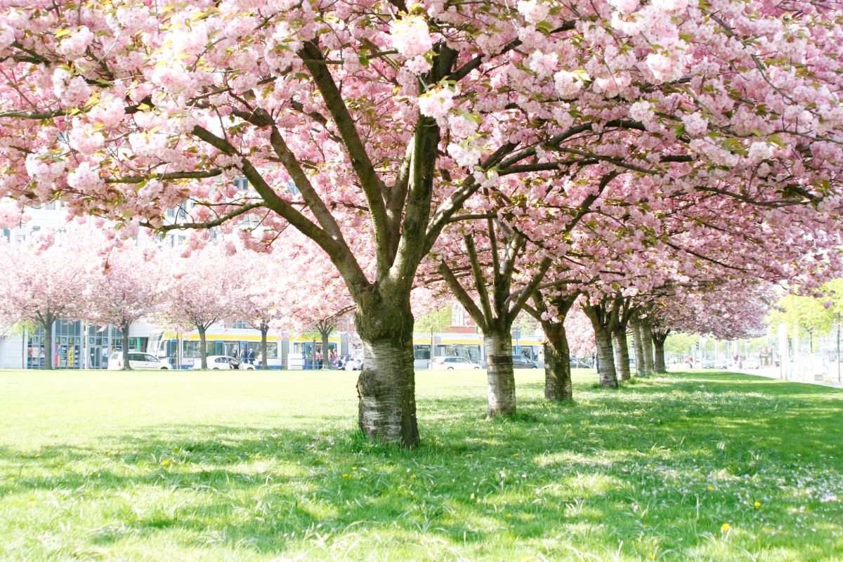 Comment booster un cerisier ? | Verger Mirabelle