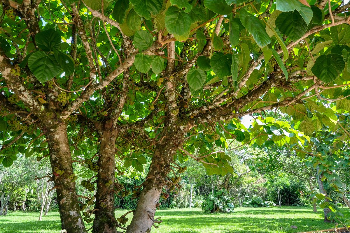 Que faire avec des figues vertes non mûres ? | Verger Mirabelle