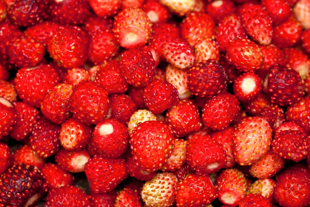 Quel animal grignote les fraises ? | Verger Mirabelle