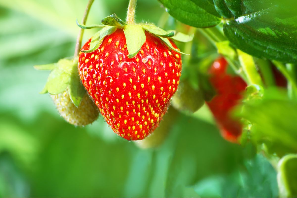 Quelle est la saison de la fraise ? | Verger Mirabelle