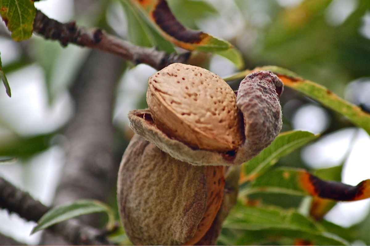 Quand un amandier donne des fruits ? | Verger Mirabelle