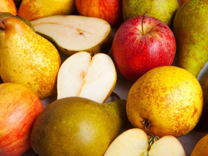 Poirier : arbre fruitier, plantation, variété, entretien, taille, durée ...