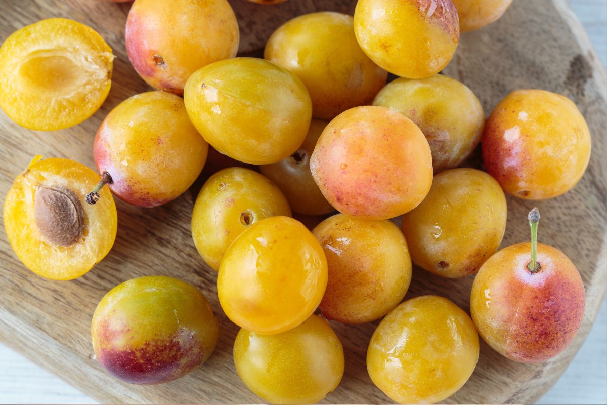 Quelle est la différence entre une prune et une mirabelle ? | Verger ...