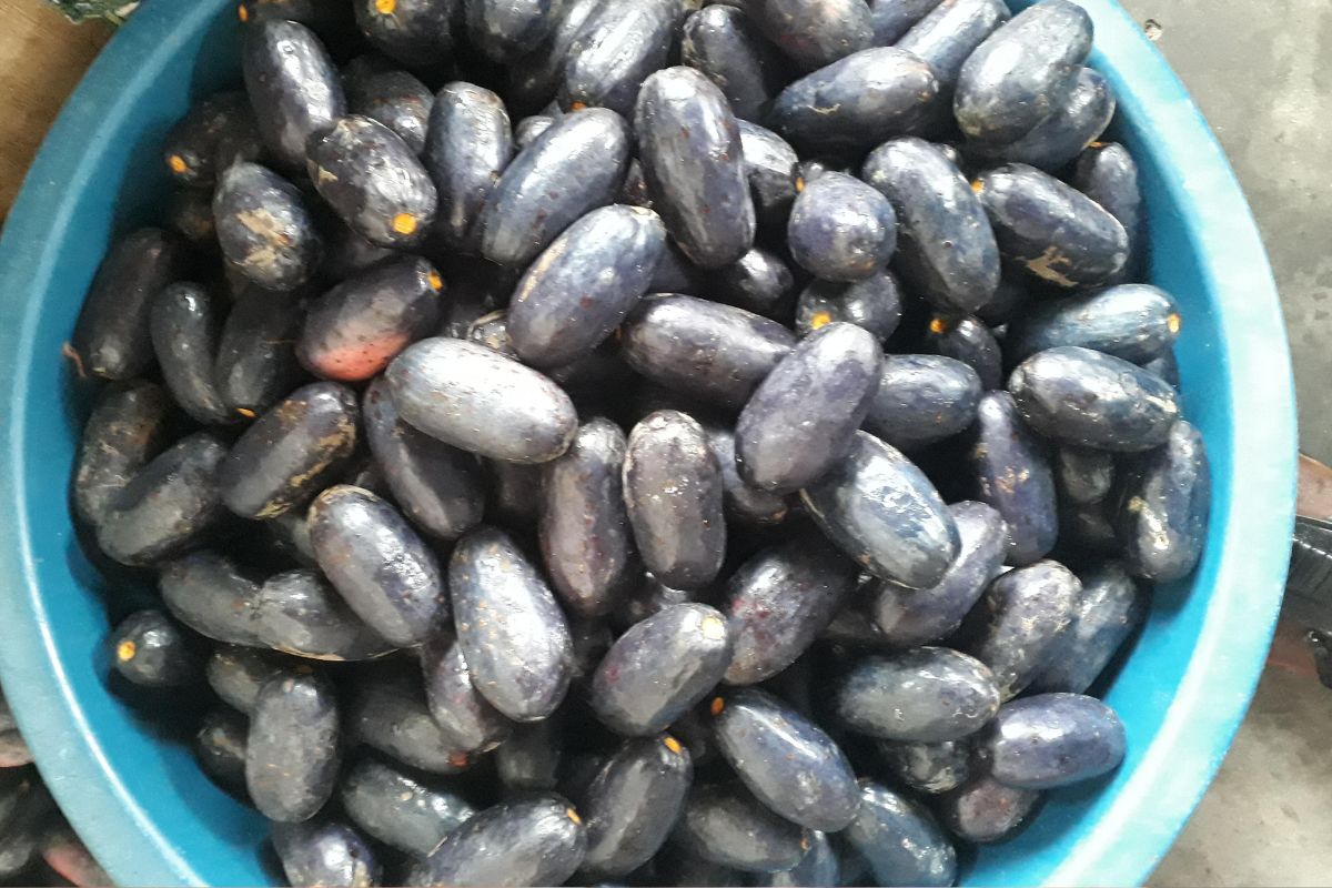 Quels sont les bienfaits du safou ? | Verger Mirabelle