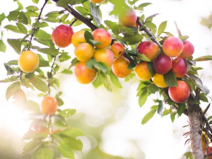 Tout savoir sur la récolte des mirabelles