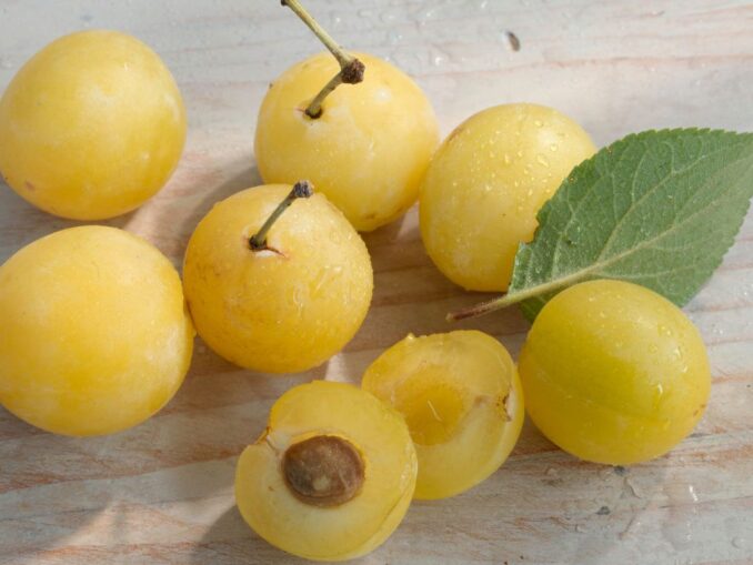 Tout savoir sur la récolte des mirabelles