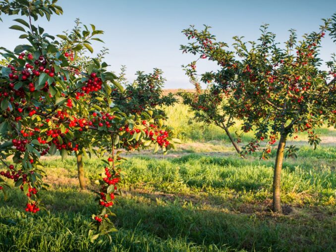 Mirabelle Rouge : tout savoir sur cette variété de prune