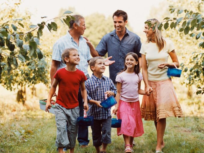 Mirabelle Rouge : tout savoir sur cette variété de prune