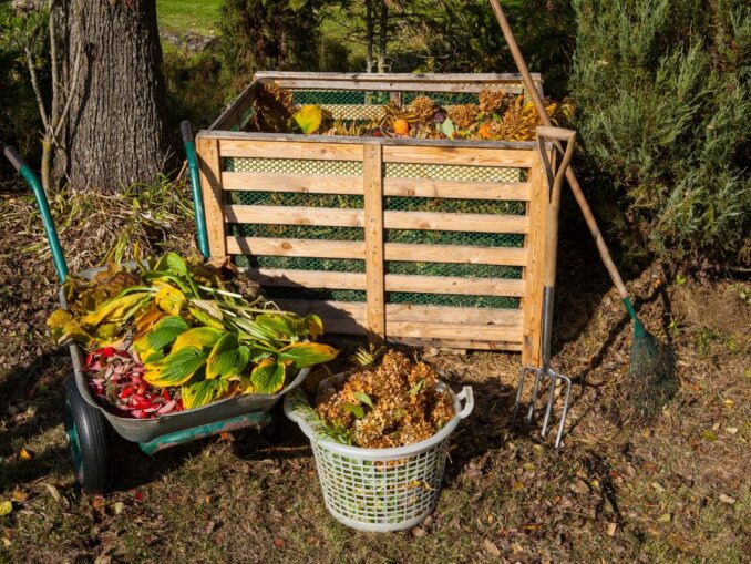 Mirabelle Rouge : tout savoir sur cette variété de prune