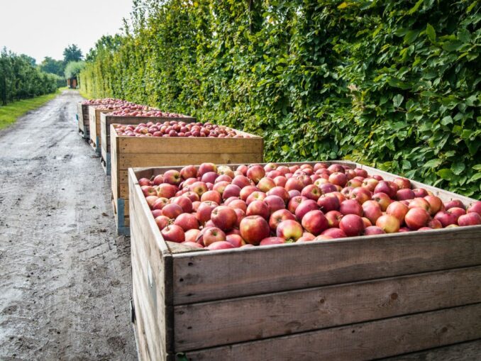 Mirabelle Rouge : tout savoir sur cette variété de prune